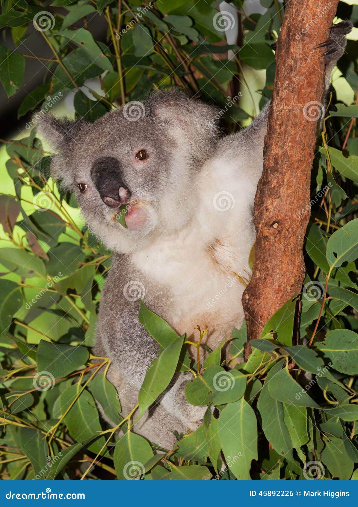 Eating koala stock photo. Image of full, portrait, eucalyptus - 45892226