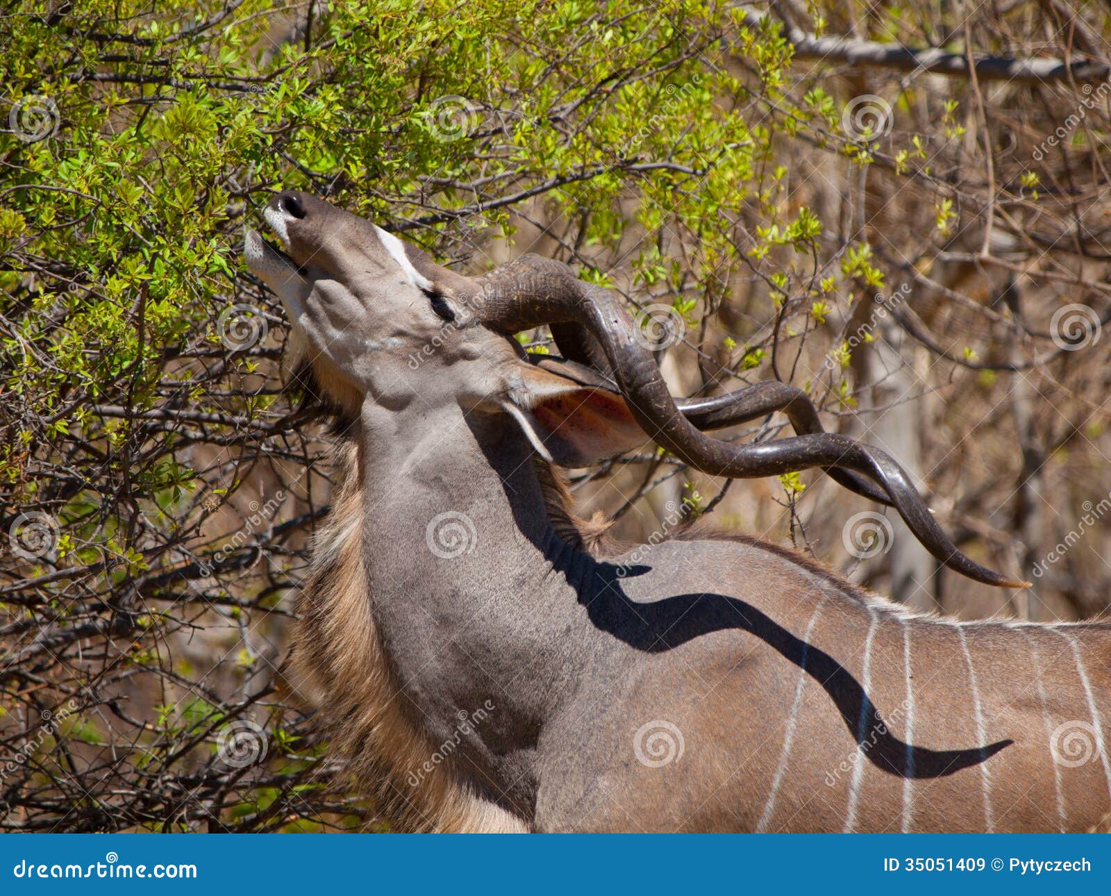 Kudu Diet