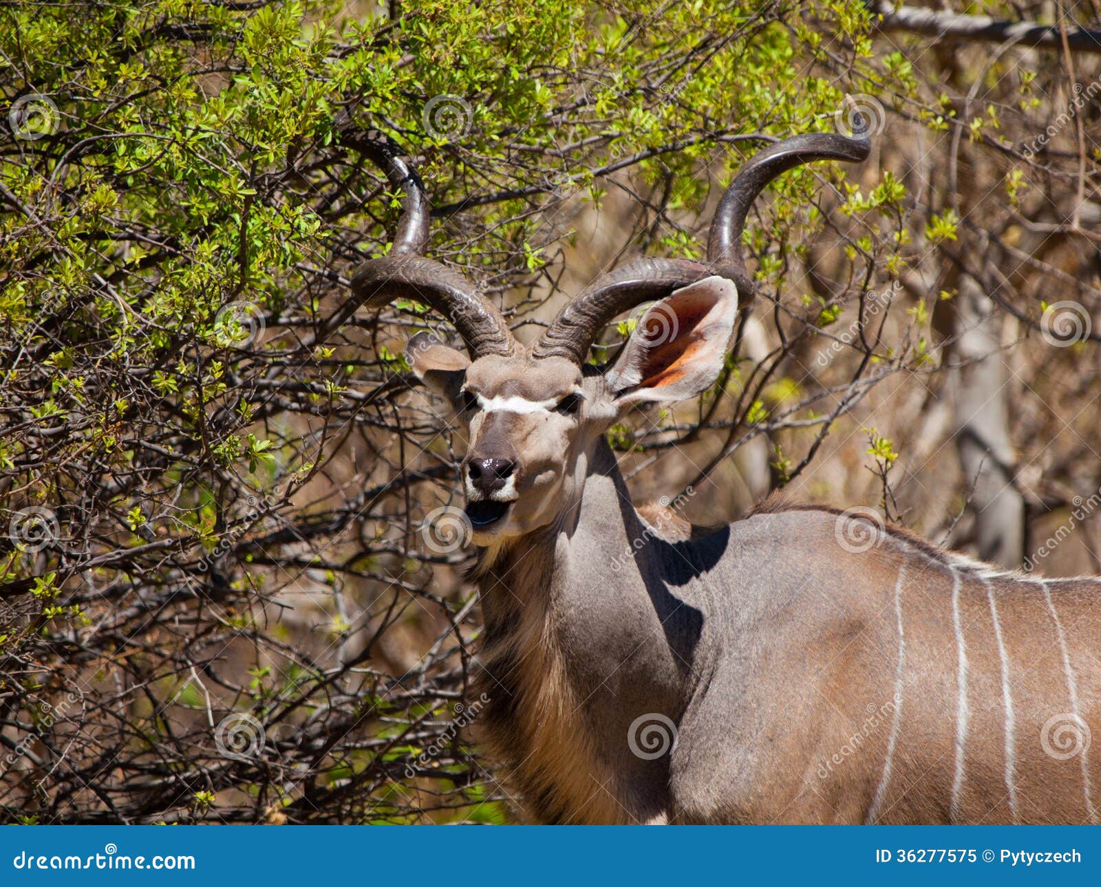 Eating kudu antelope stock image. Image of keny, foraging - 36277575
