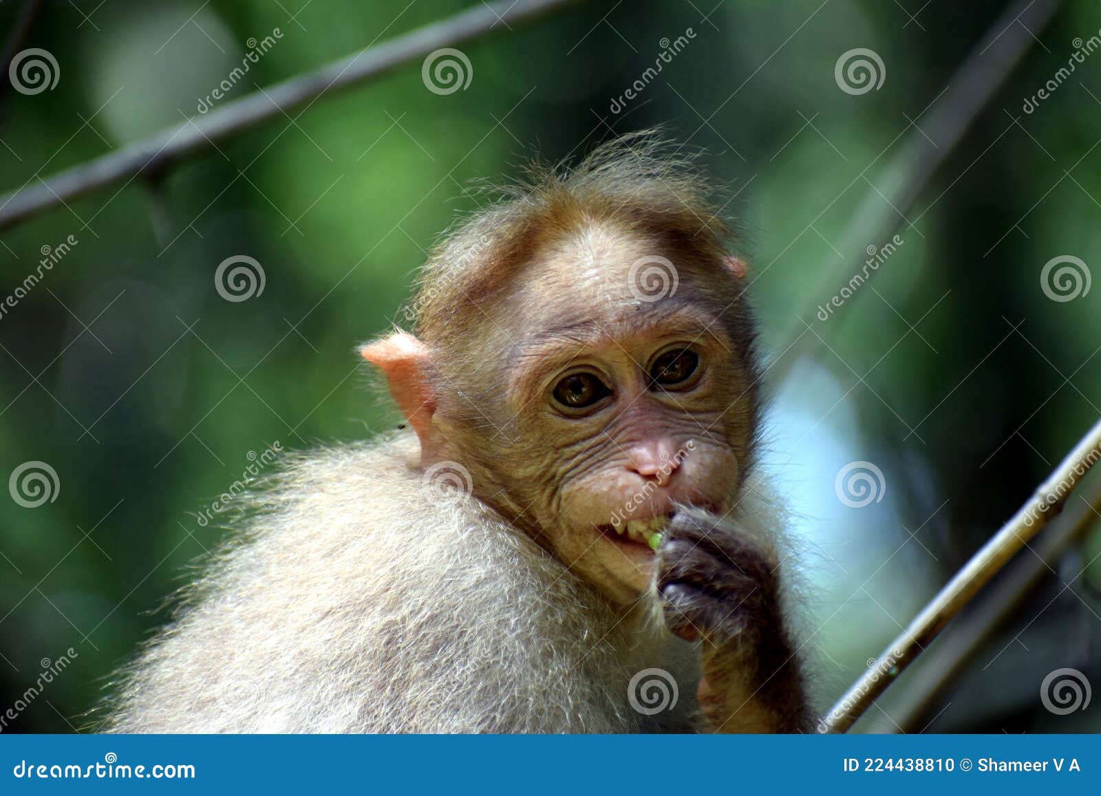 Eating and laughing monkey stock photo. Image of jungle - 224438810