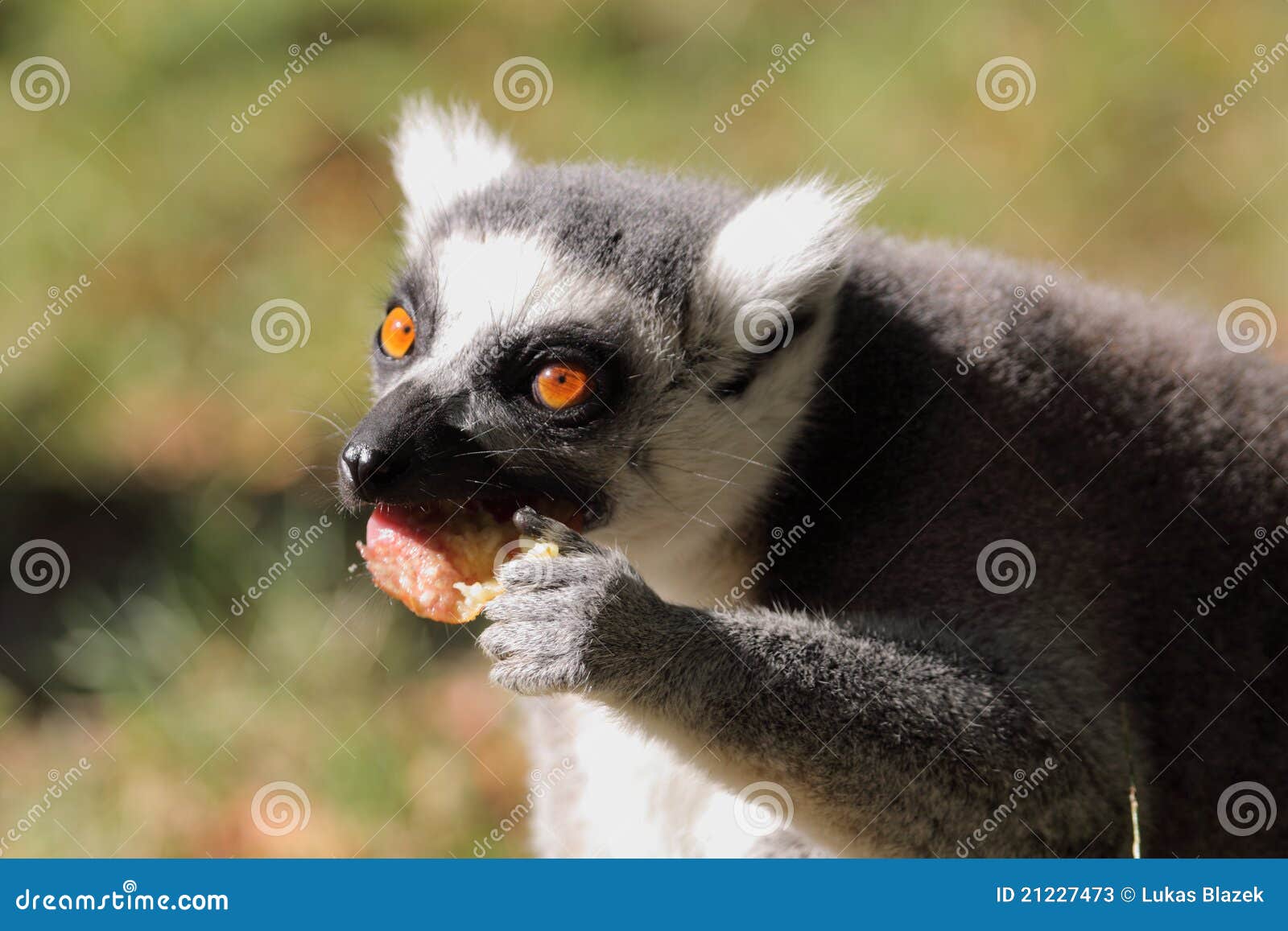 Eating lemur catta stock image. Image of catta, animal - 21227473