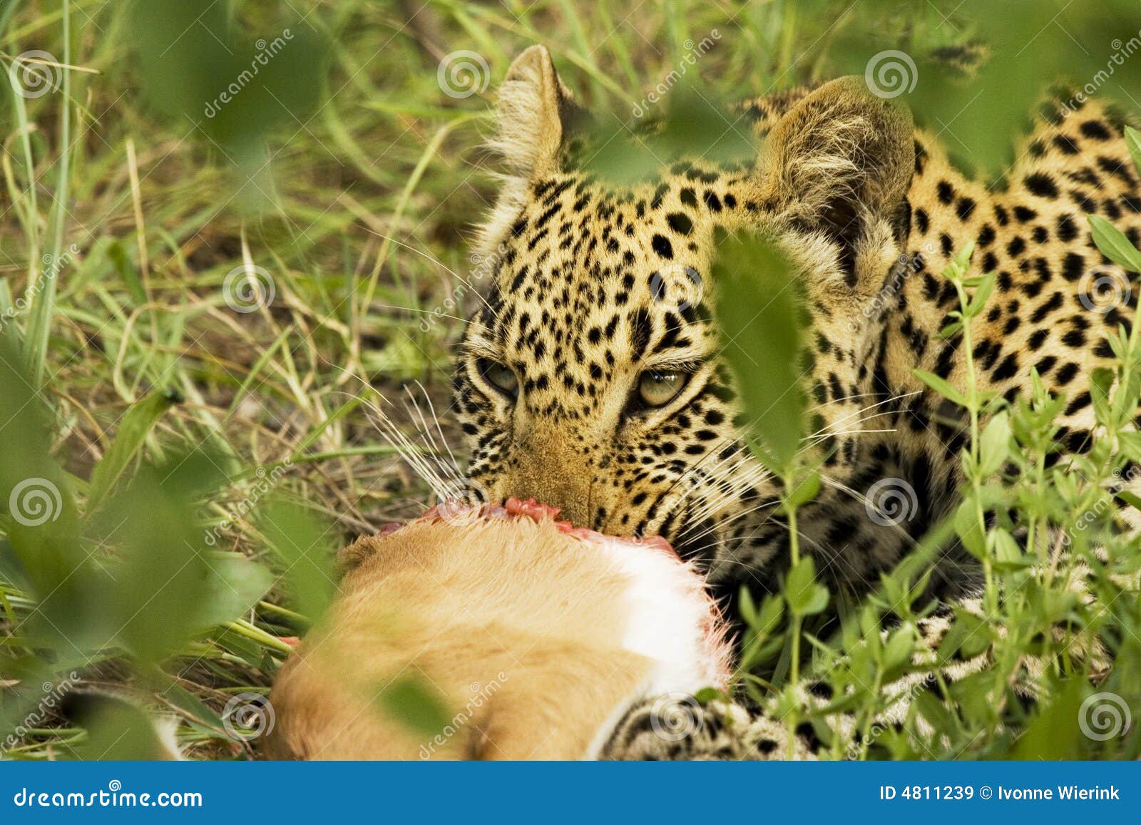 Eating leopard stock image. Image of animal, eating, leopard - 4811239