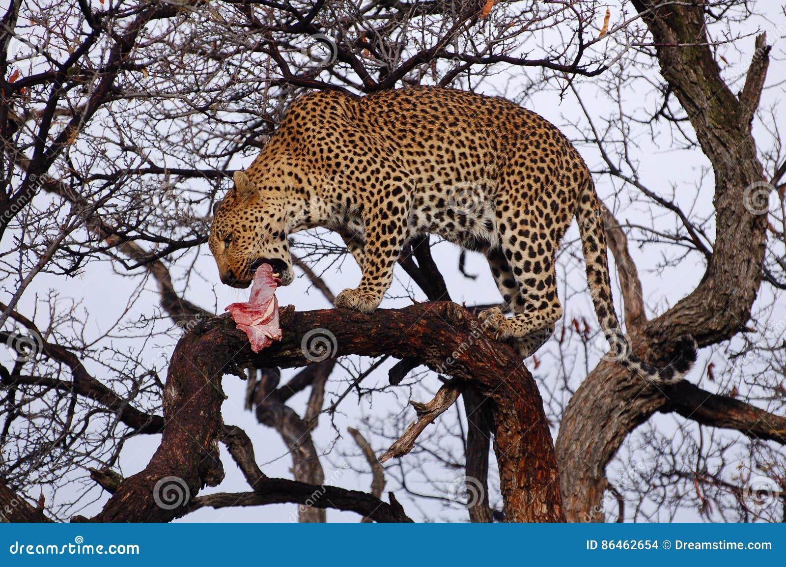 Eating Leopard in a Tree in Namibia Stock Photo - Image of close ...