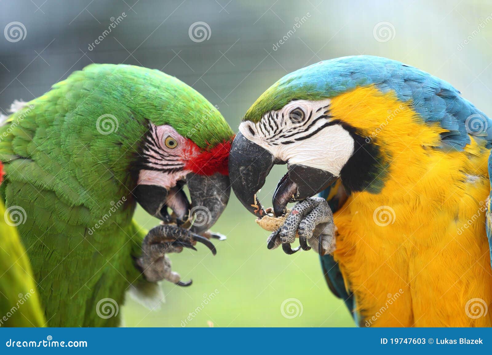 Eating macaws stock image. Image of military, militaris - 19747603