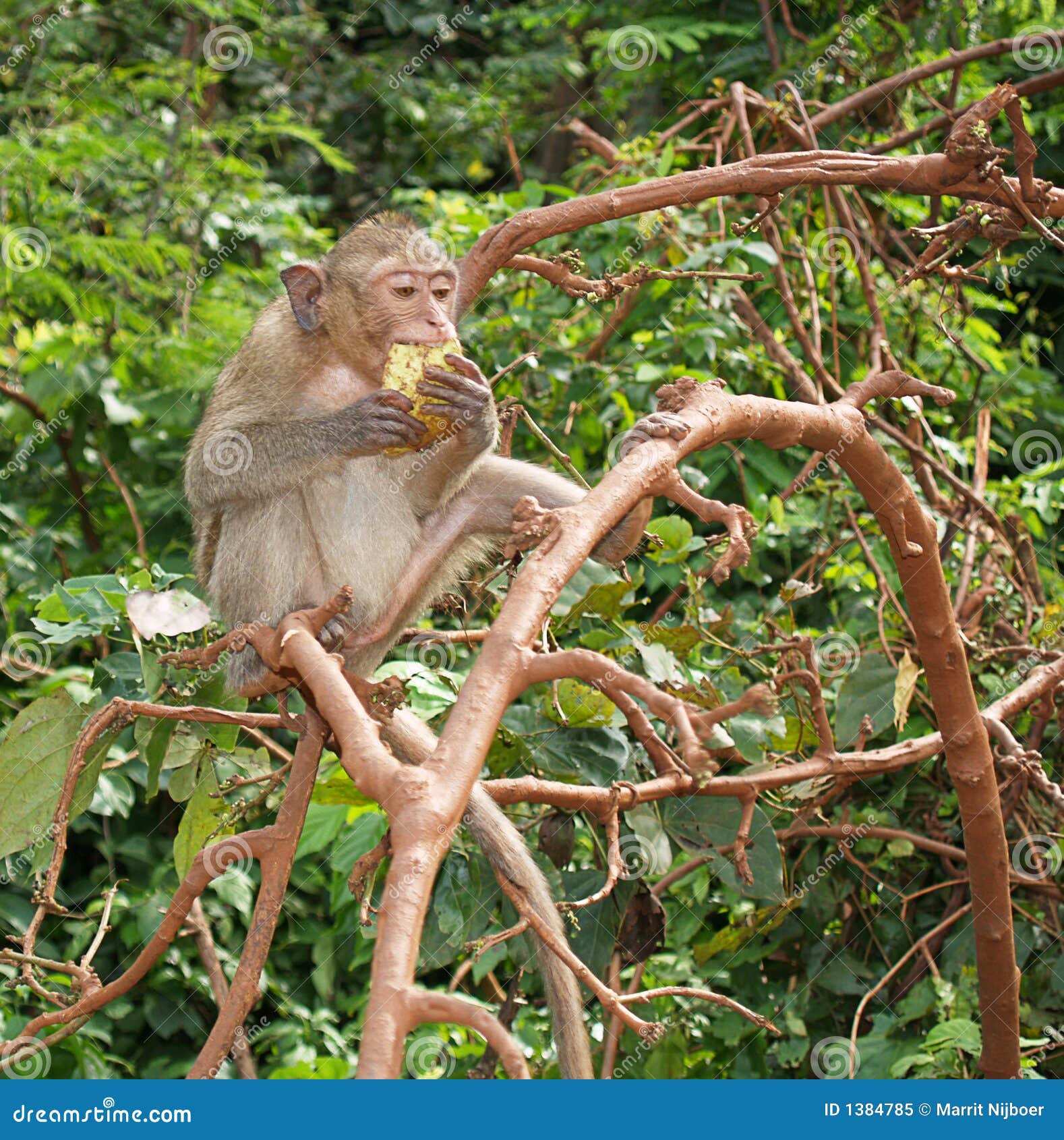Eating Monkey stock image. Image of nature, eating, wildlife - 1384785