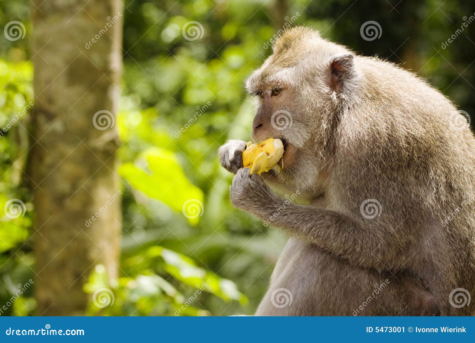 Eating monkey stock image. Image of monkeys, holding, fruit - 5473001