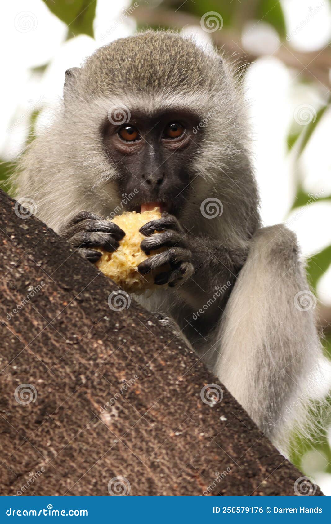 Eating Monkey stock photo. Image of africa, gorilla - 250579176