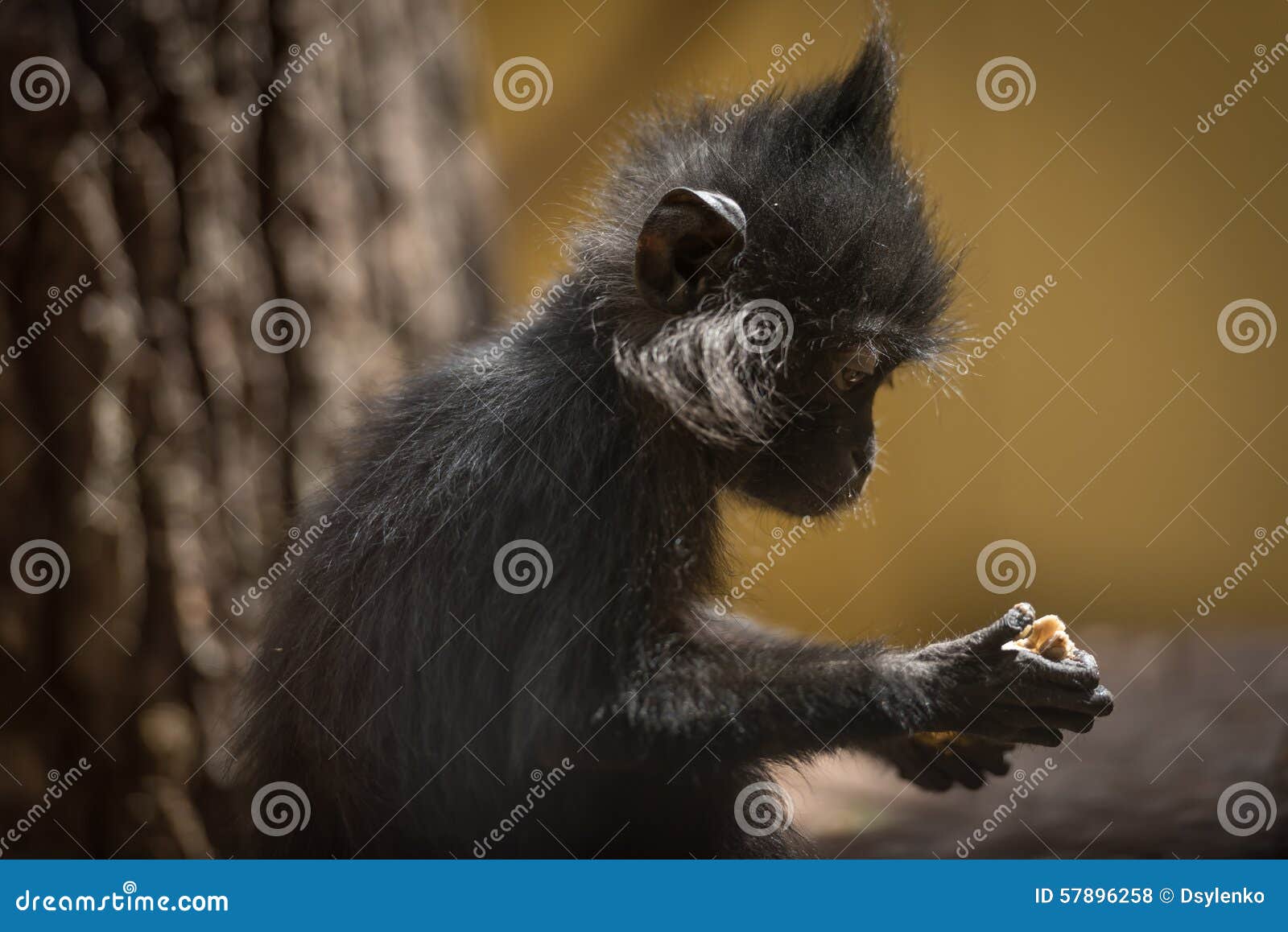 Eating monkey stock photo. Image of nature, researching - 57896258