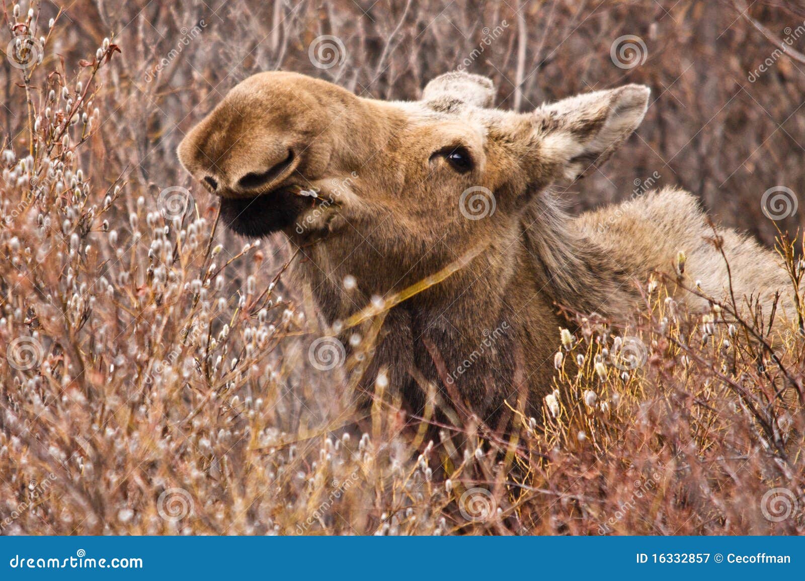 Eating Moose stock image. Image of north, outdoors, travel - 16332857