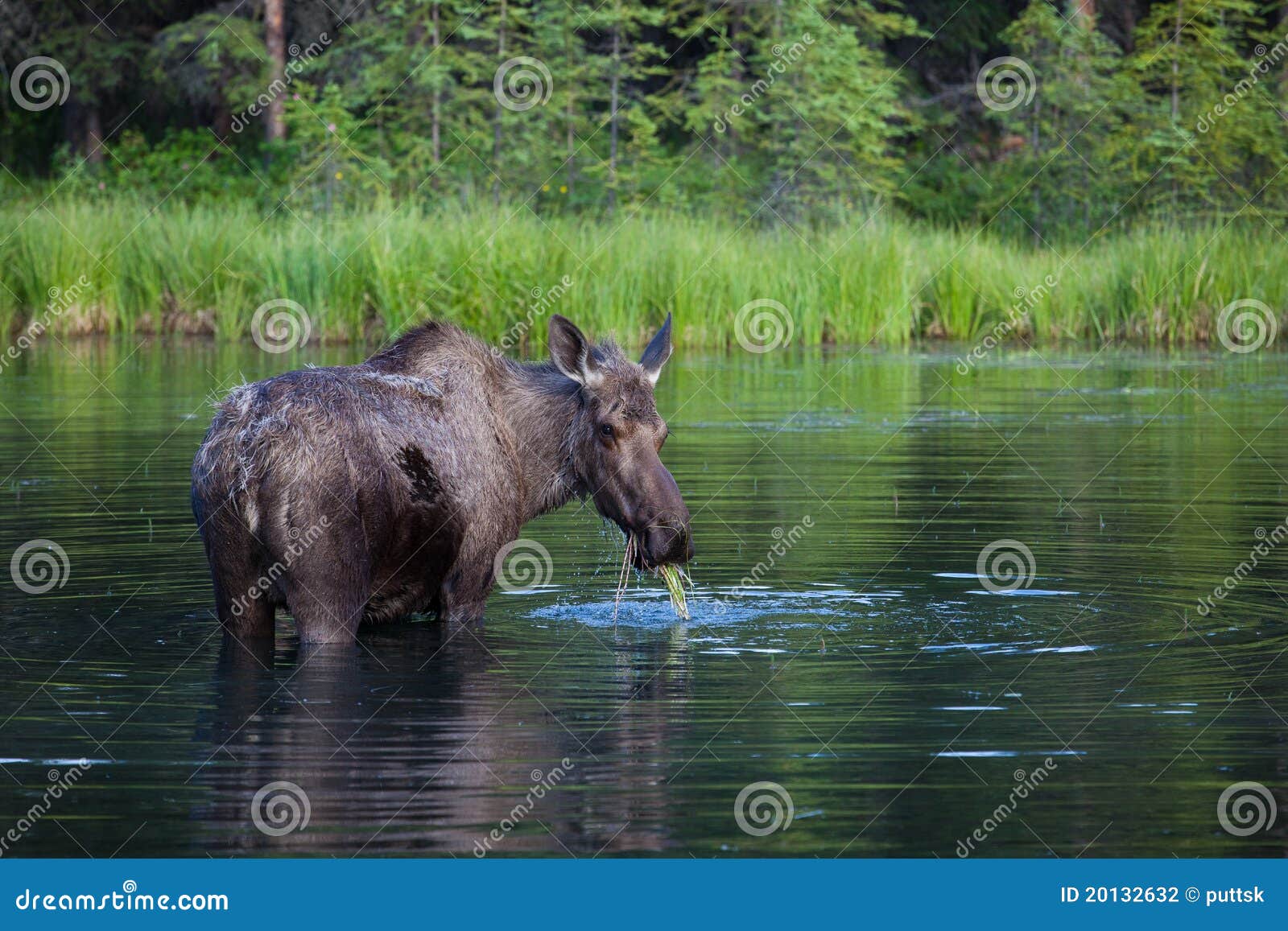 Eating Moose stock photo. Image of denali, moose, wild - 20132632