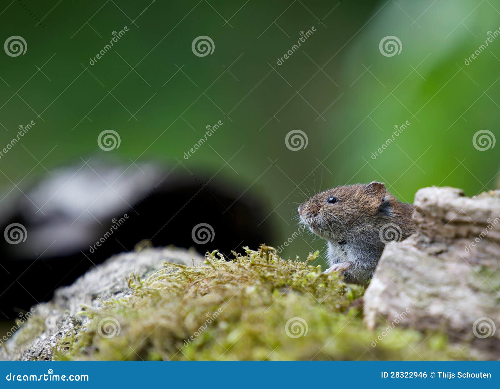 Eating mouse stock photo. Image of horizontal, natural - 28322946