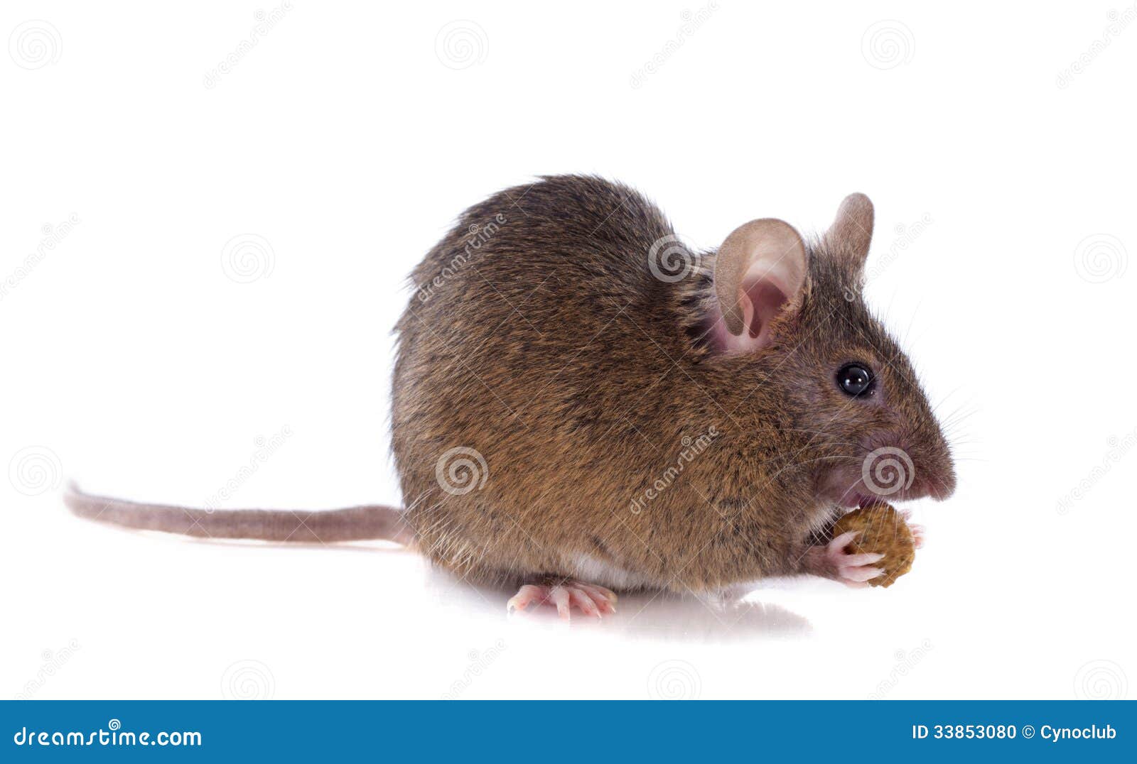 Eating mouse stock photo. Image of animal, brown, domestic - 33853080