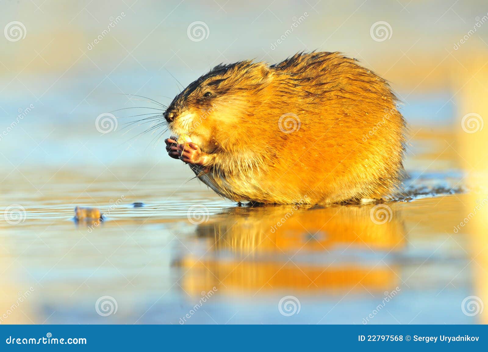 Eating Muskrat stock photo. Image of close, eating, marsh - 22797568