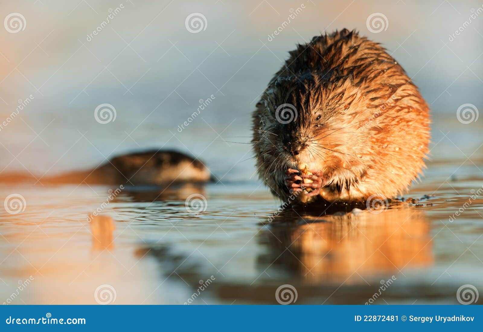 Eating Muskrat stock image. Image of biology, macro, dusk - 22872481