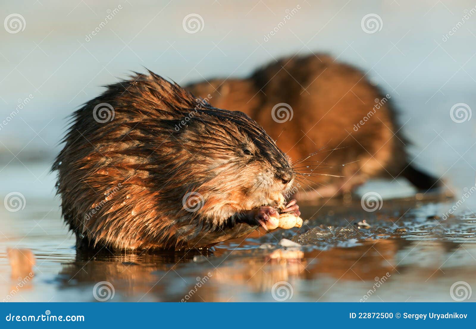 Eating Muskrat stock photo. Image of paws, rodent, brown - 22872500