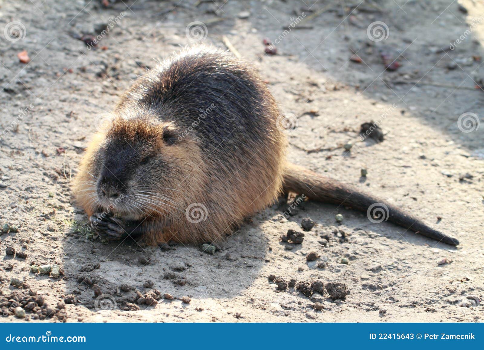 Eating nutria stock image. Image of nutria, tail, feeding - 22415643