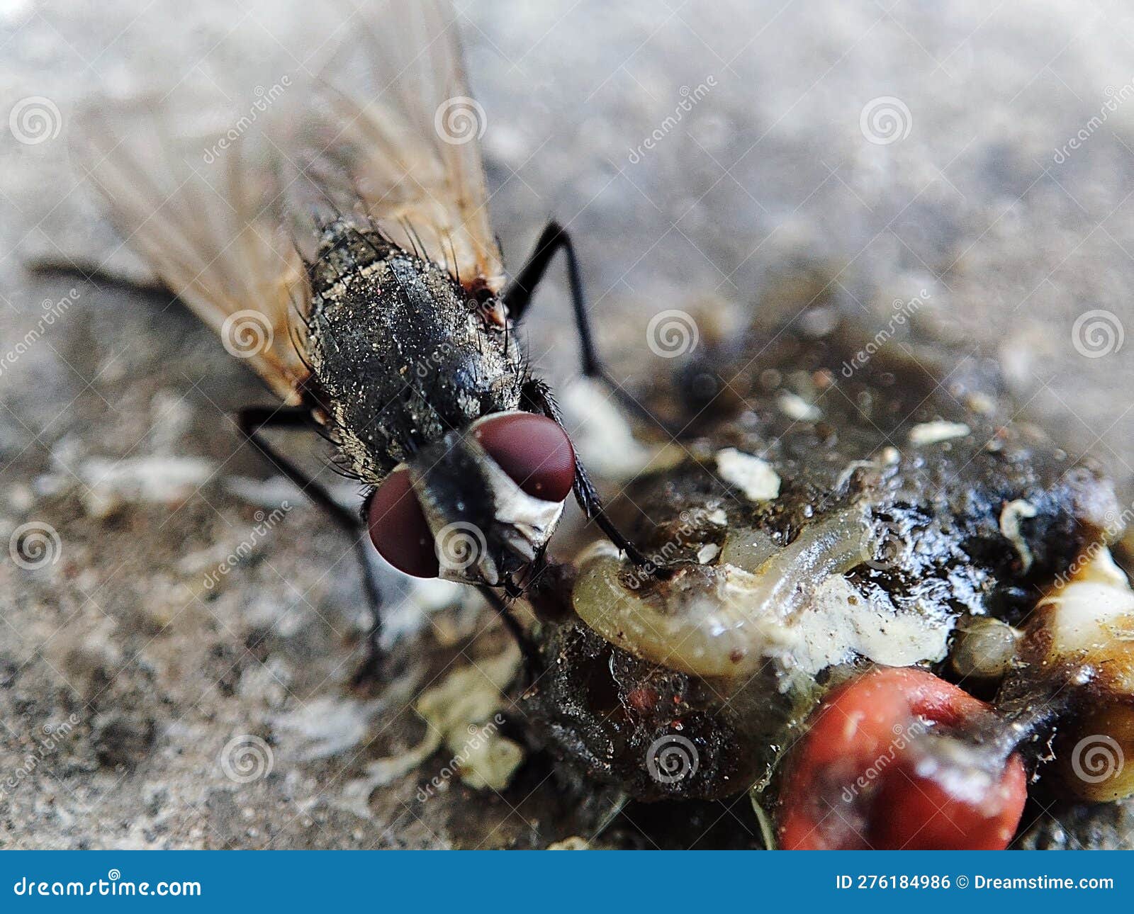 Eating an open-air fly. stock photo. Image of open, eating - 276184986