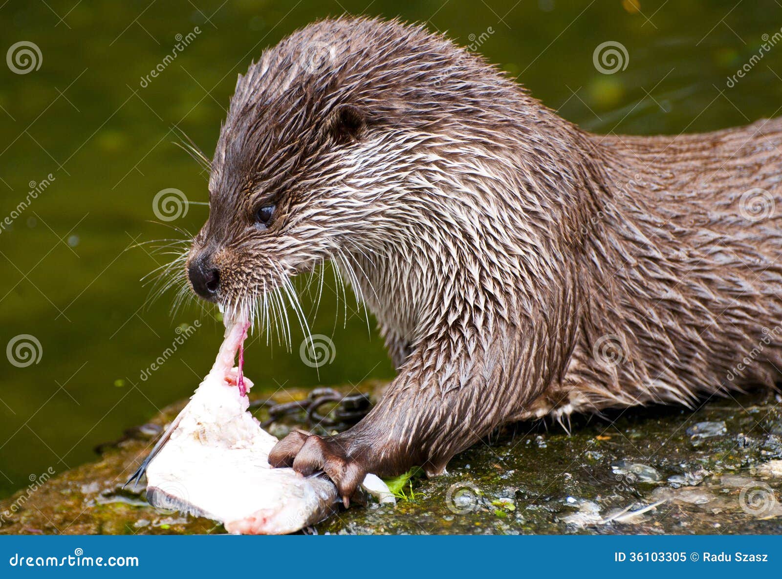 Eating otter stock image. Image of fish, water, claws - 36103305