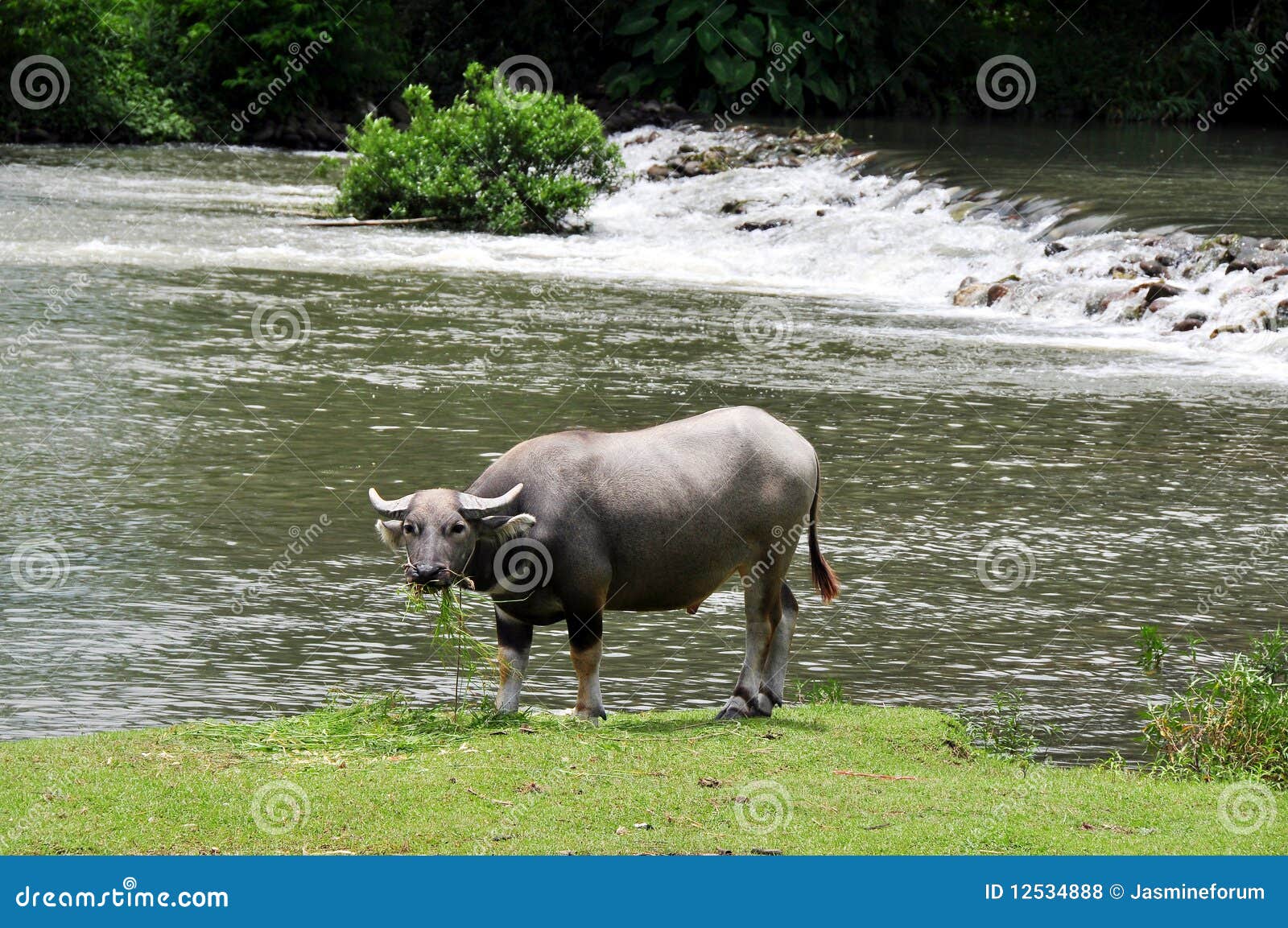 Eating Ox stock photo. Image of eating, grassland, water - 12534888
