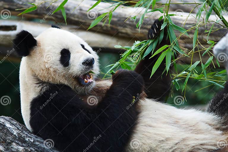 Eating panda stock photo. Image of mammal, cute, furry - 1182468