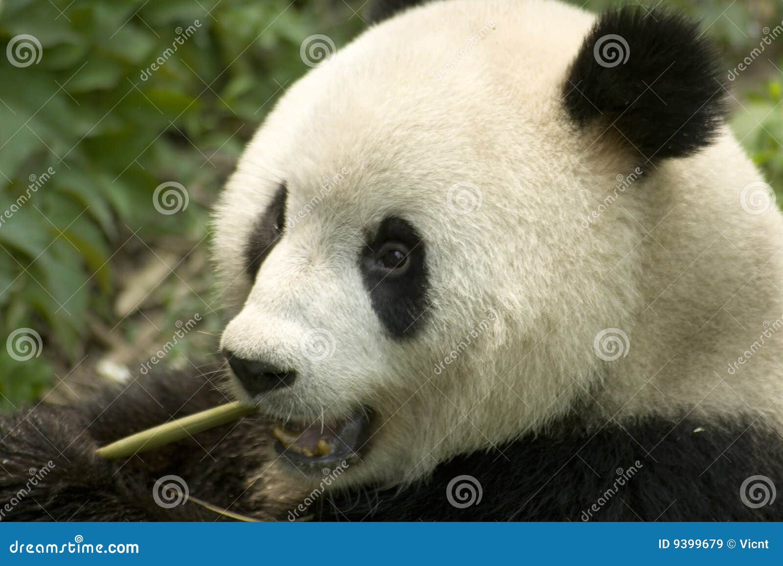 Eating panda stock image. Image of giant, china, foliage - 9399679