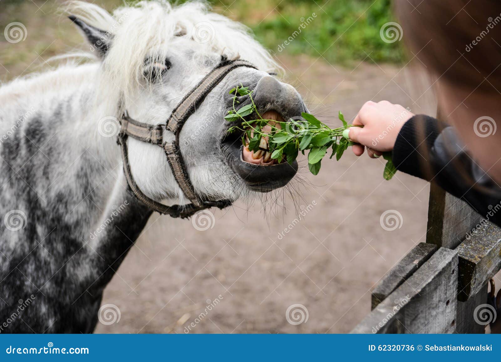 Eating pony stock photo. Image of grass, grey, eating - 62320736