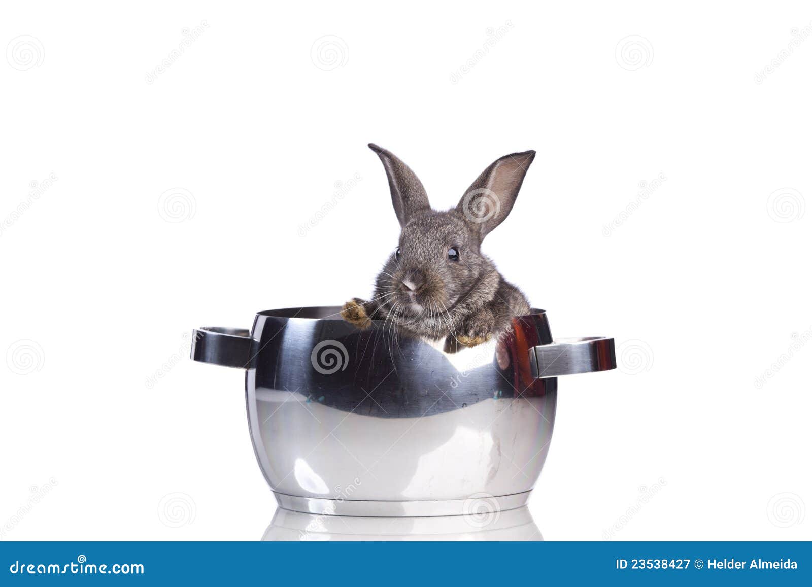 Eating rabbit meat stock image. Image of frying, inside - 23538427