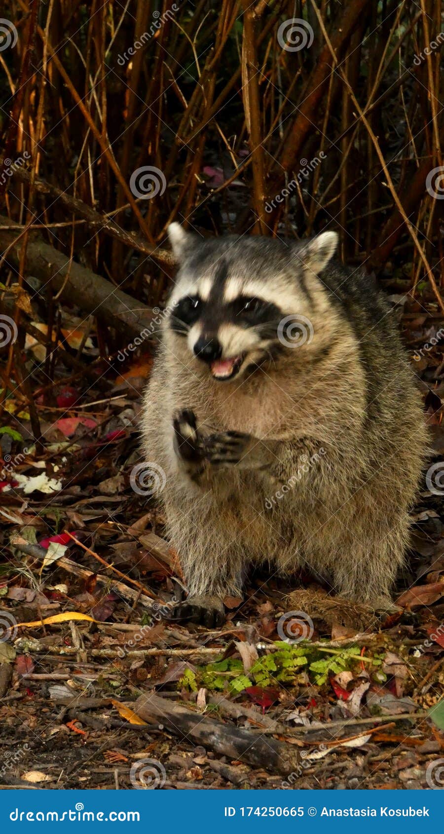 The eating raccoon stock image. Image of animal, raccoon - 174250665