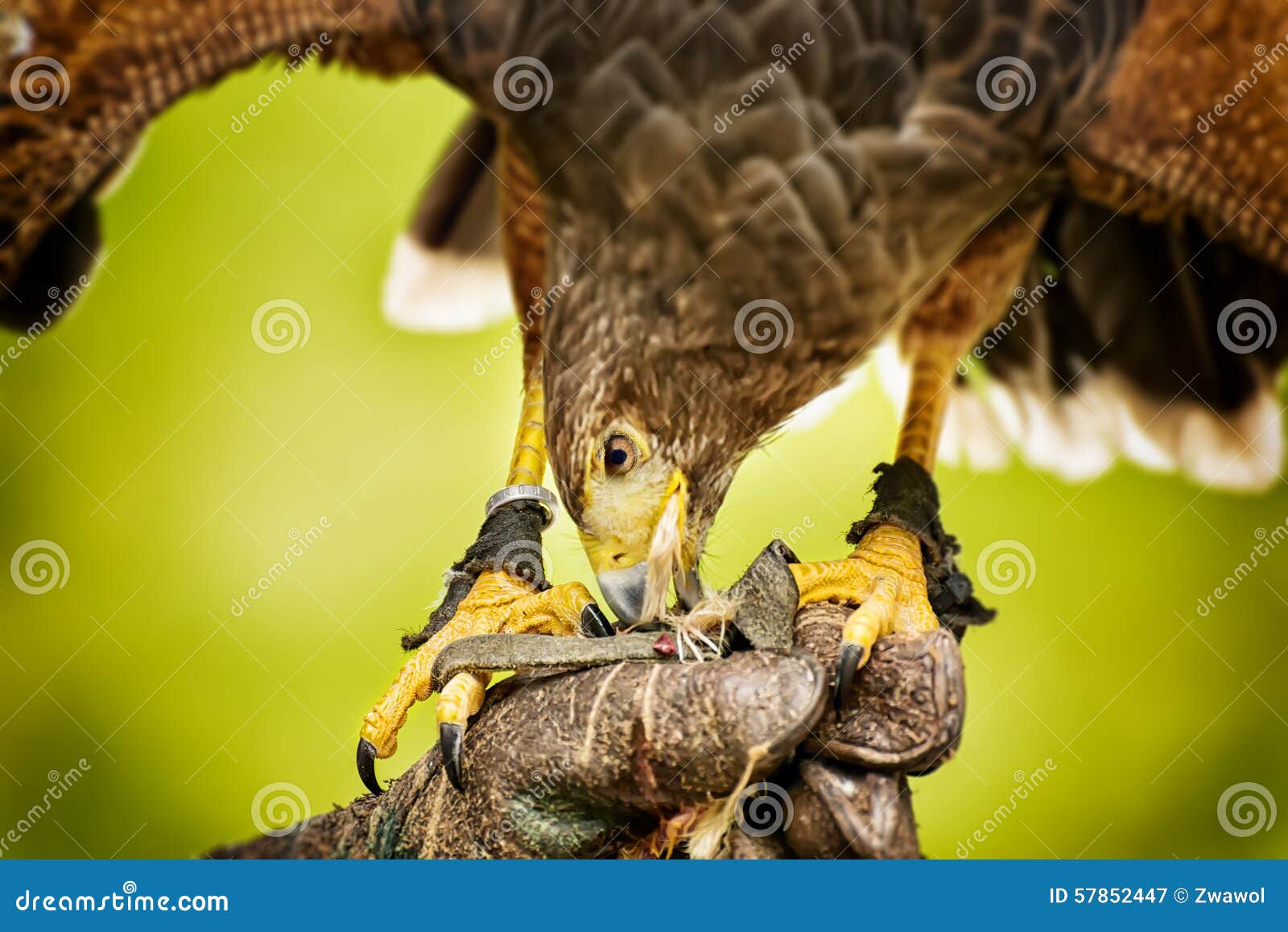 Eating raptor bild stock image. Image of eating, eagle - 57852447