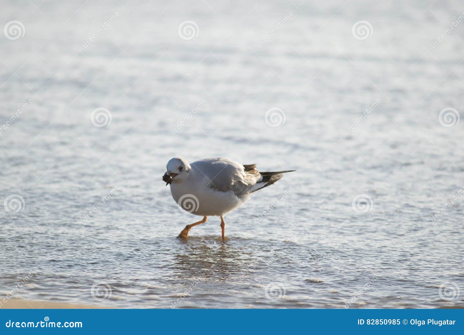 Eating seagull in the sea stock image. Image of sand - 82850985