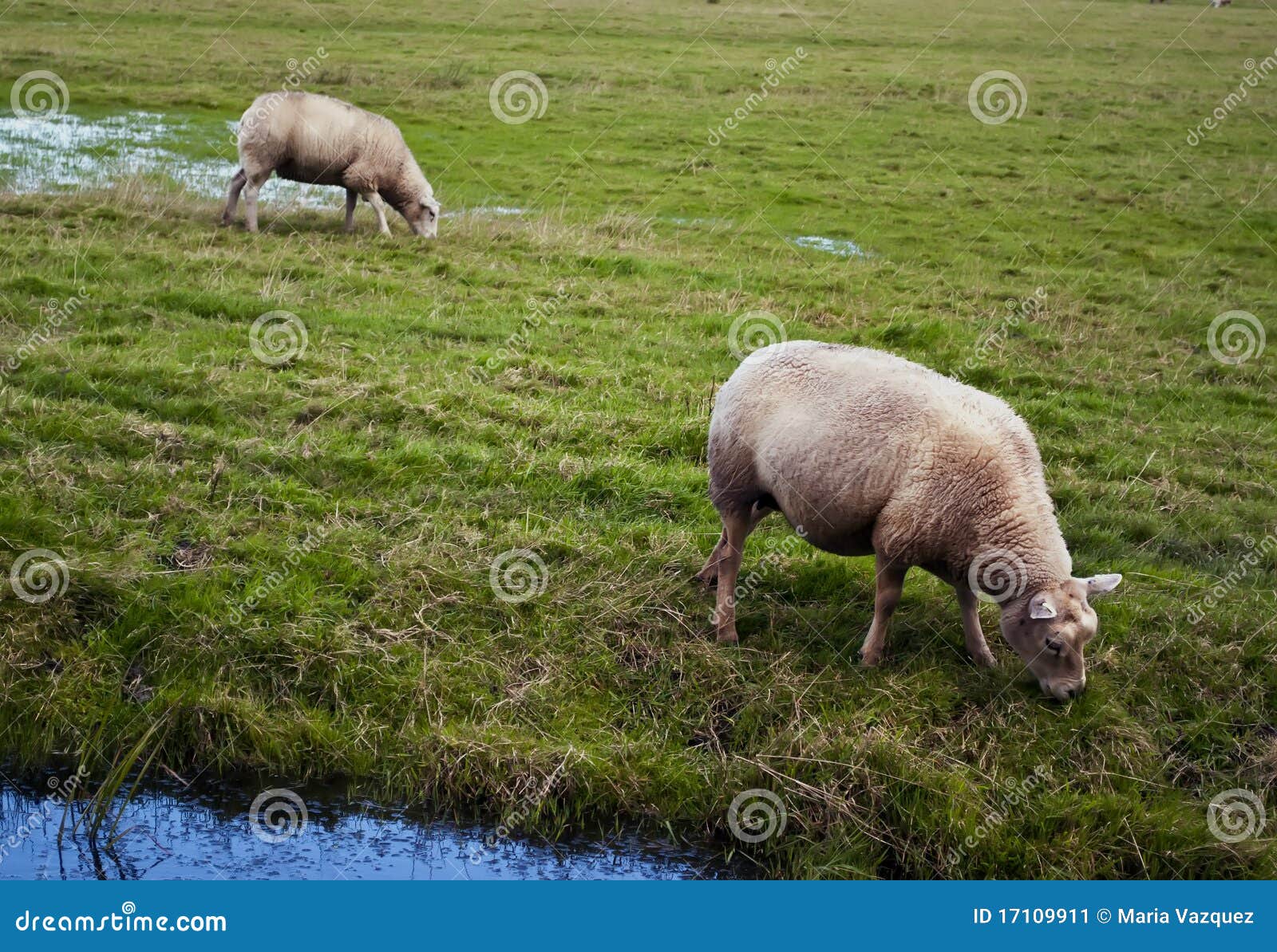 Eating sheep stock image. Image of wool, landscape, sheep - 17109911