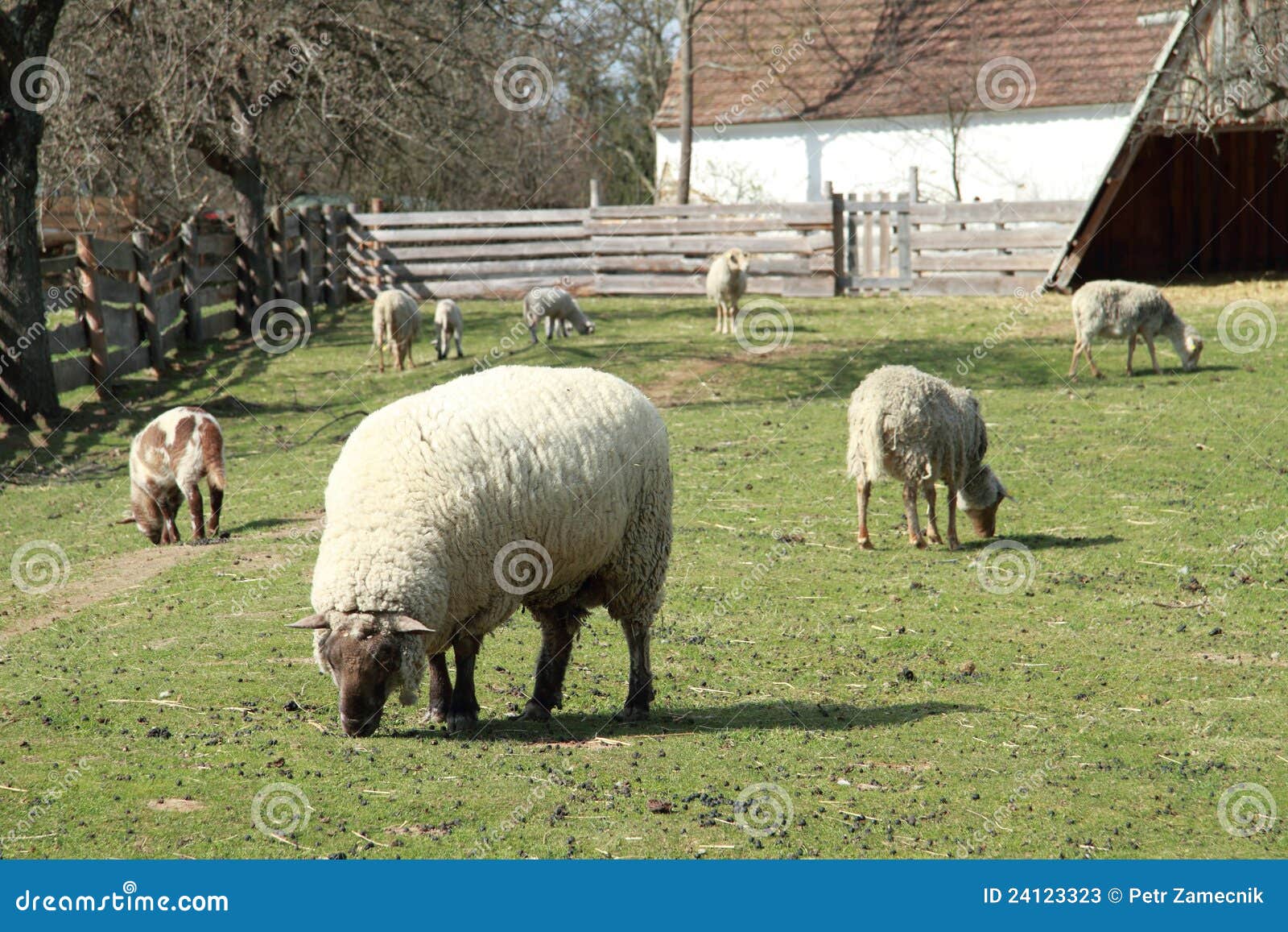 Eating sheeps stock image. Image of feed, yeanling, feeding - 24123323