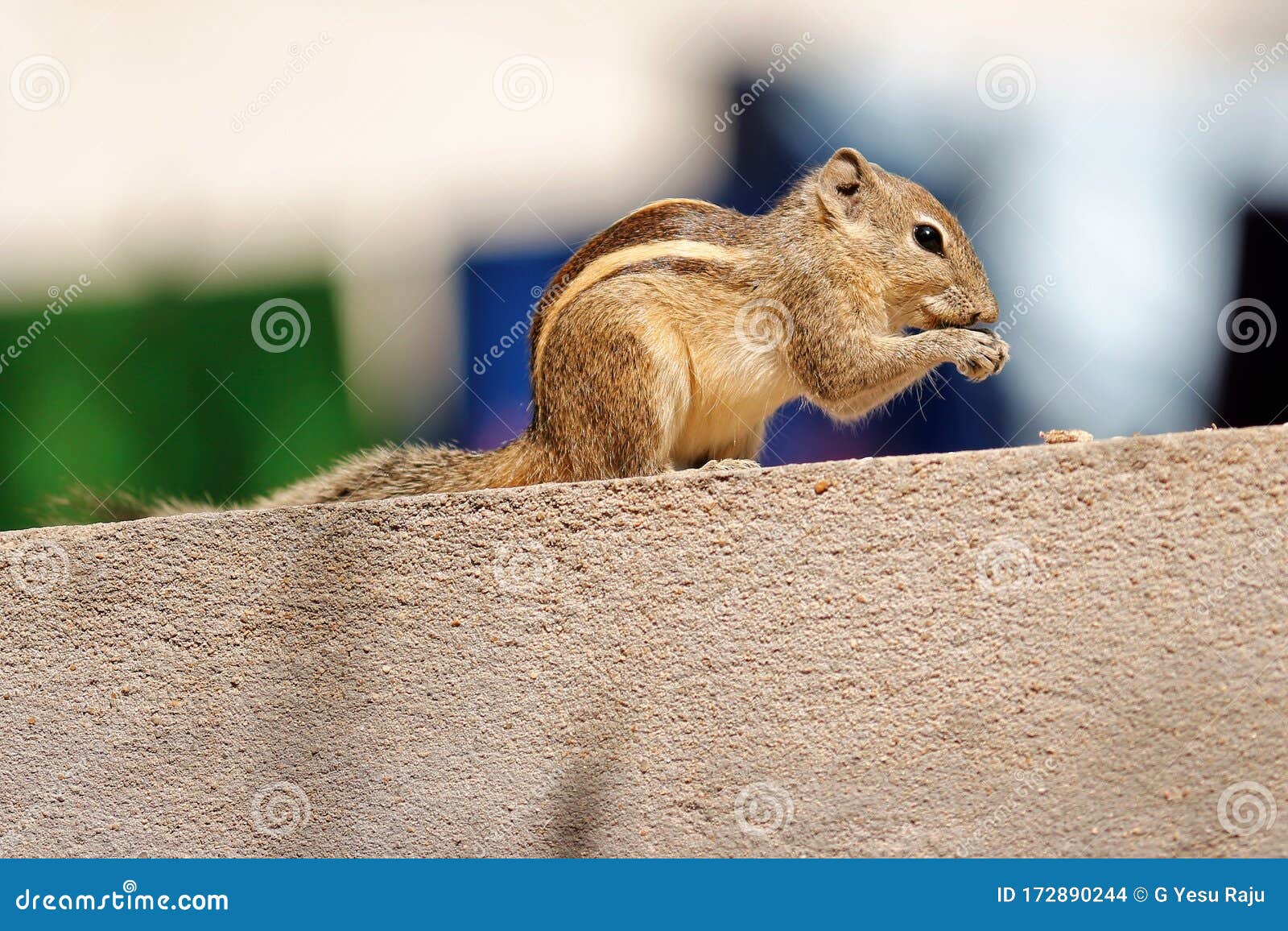 Eating Squirrel that Eats Food from the. Nature World Stock Photo ...