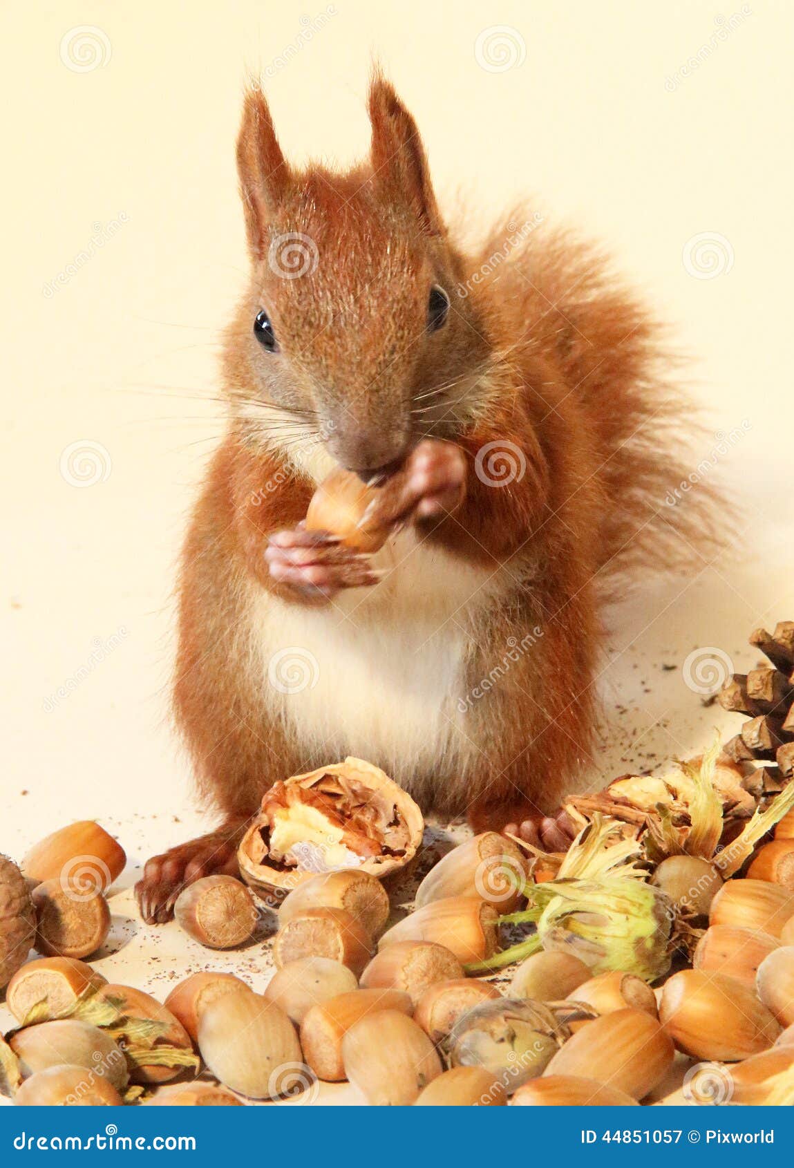 Eating squirrel stock image. Image of playing, squirrels - 44851057