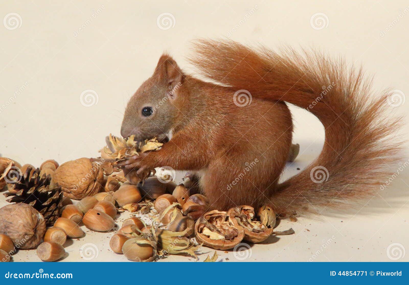 Eating squirrel stock image. Image of brown, claws, cute - 44854771
