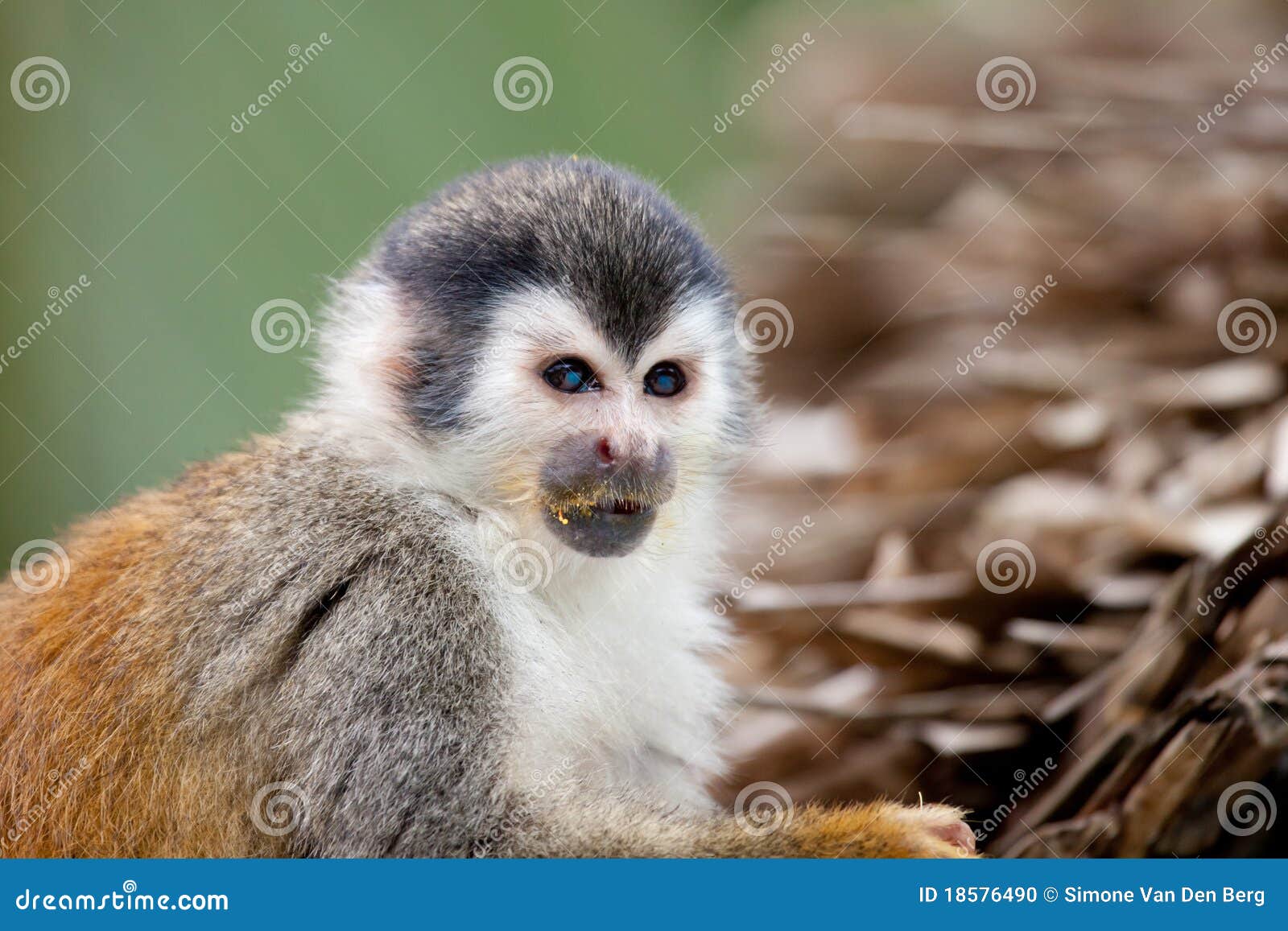 Eating squirrel monkey stock photo. Image of animal, animals - 18576490