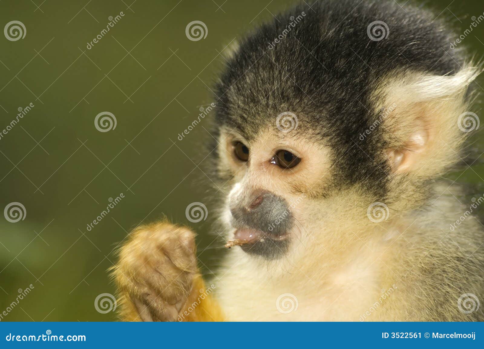Eating Squirrel Monkey stock image. Image of squirrel - 3522561