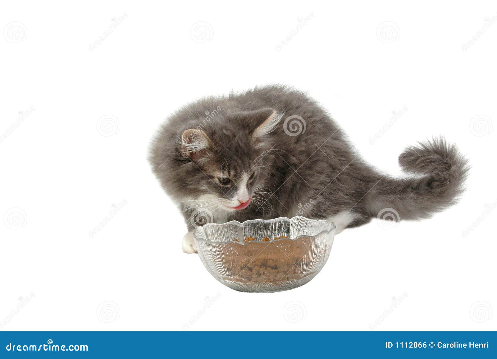Eating Time for Pretty Cute Kitten Stock Photo - Image of mammals, cute ...