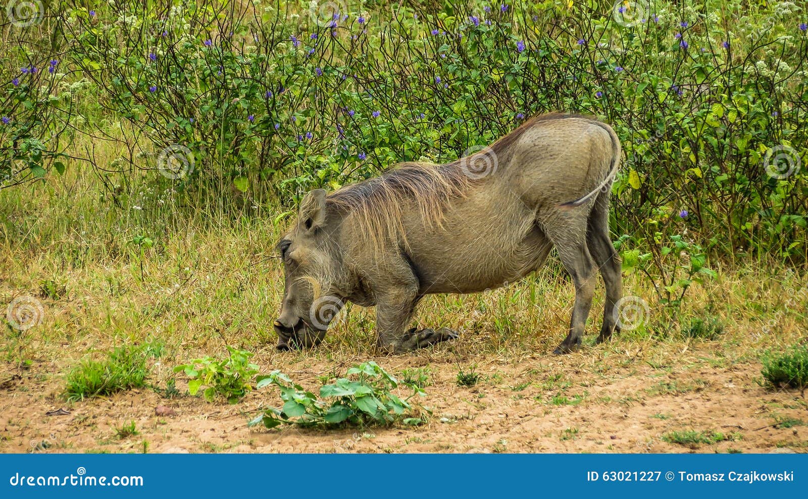 Eating Warthog on Savannah, Kenya Stock Image - Image of savannah ...