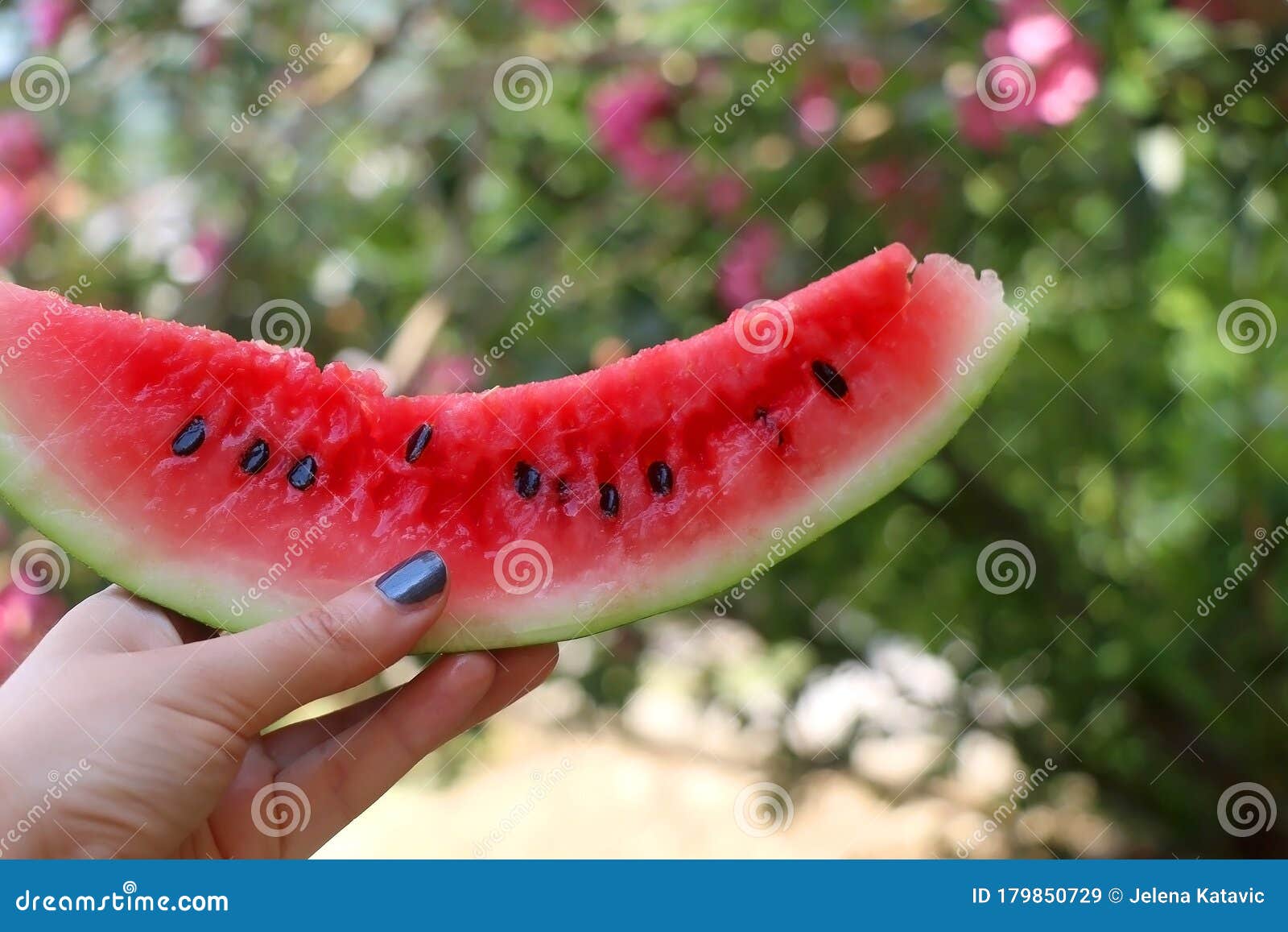 Eating Watermelon stock image. Image of bush, nail, pink - 179850729