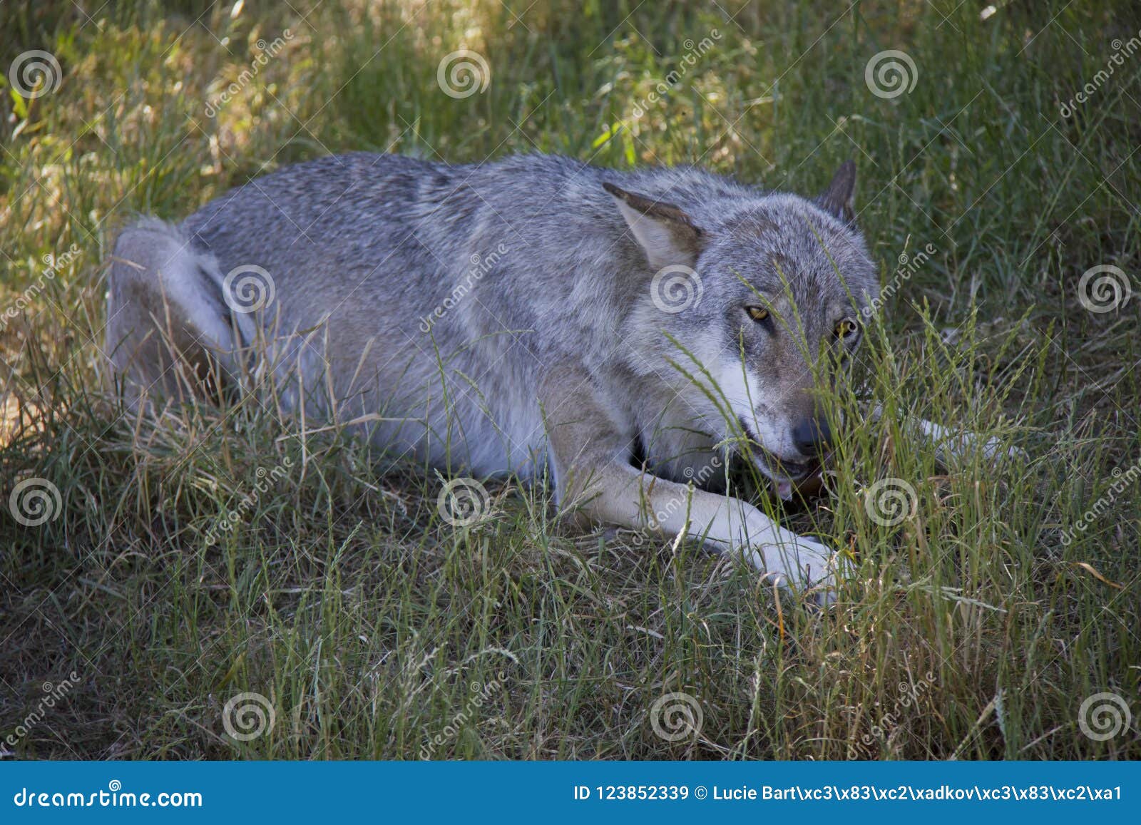 Eating wolf. stock image. Image of portrait, mammal - 123852339