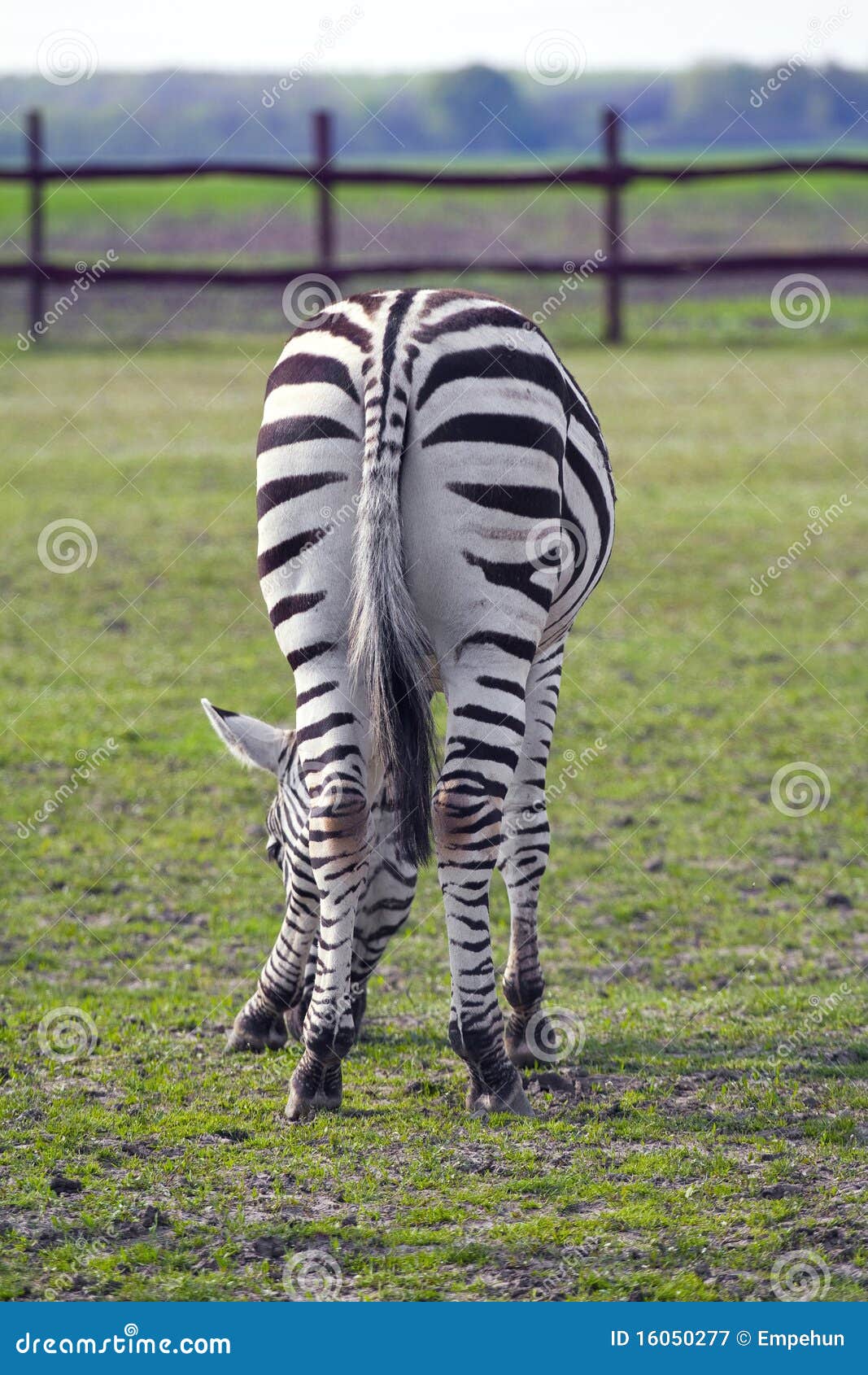 Eating zebra stock image. Image of vertical, camera, horse - 16050277