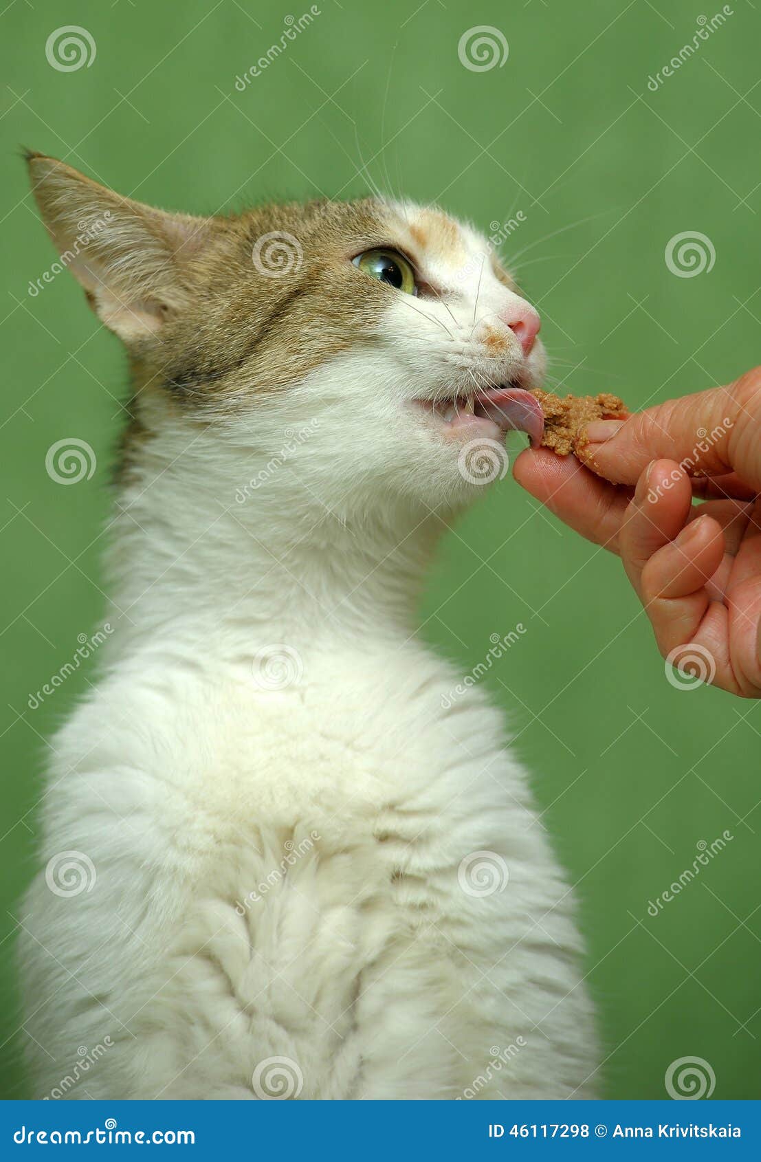 Eats cat stock photo. Image of feline, cute, action, eating - 46117298