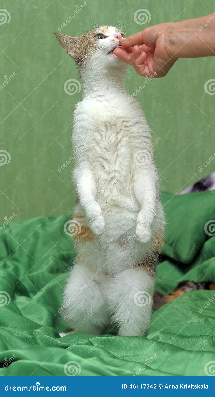 Eats cat stock photo. Image of eating, hind, action, indoors - 46117342