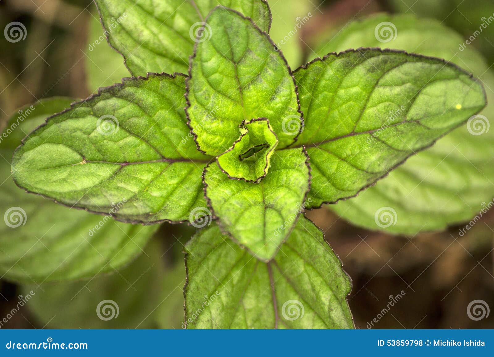 Eau de cologne mint stock photo. Image of outdoor, cologne - 53859798