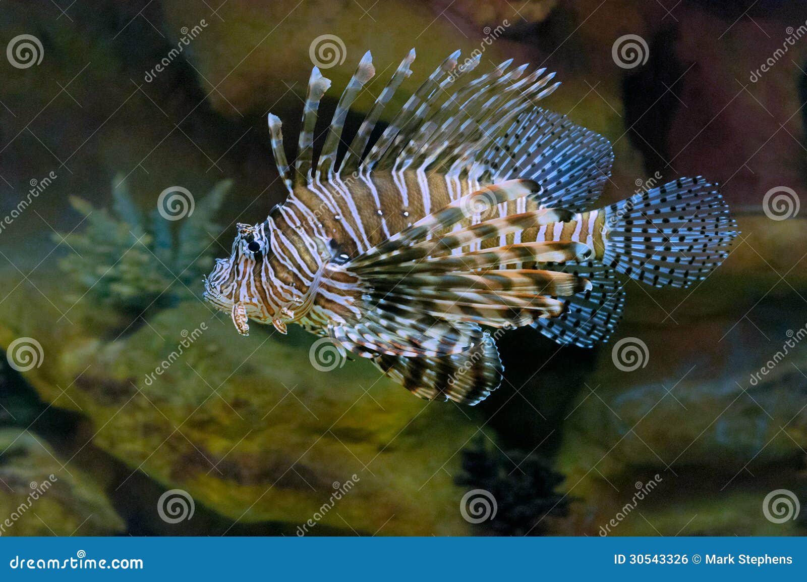 Eau de mer Lion Fish photo stock. Image du poison, floride - 30543326