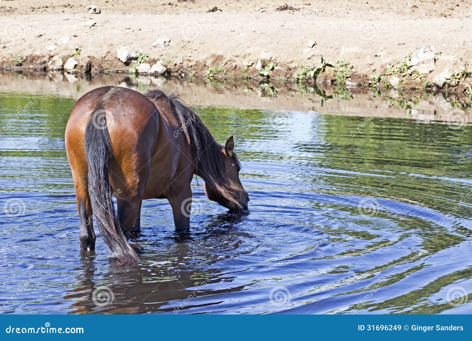 Eau Potable De Cheval Sauvage Image stock - Image du roches, noir: 31696249