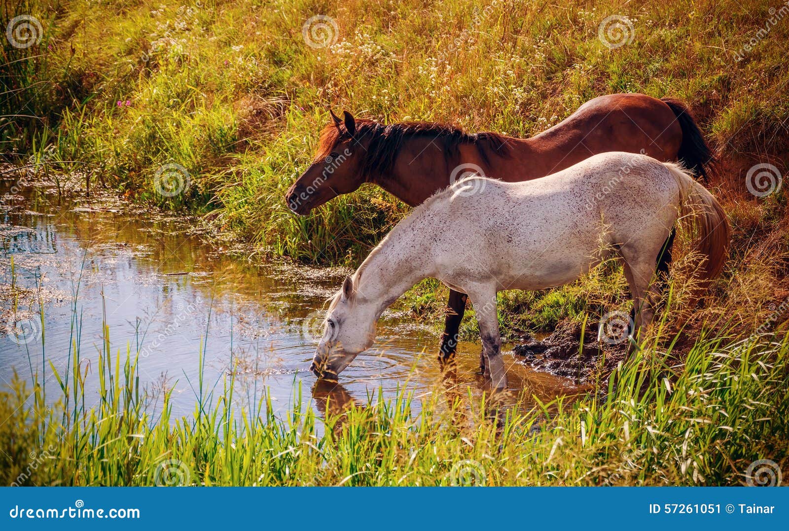 Eau Potable De Deux Chevaux De the Creek Image stock - Image du race ...