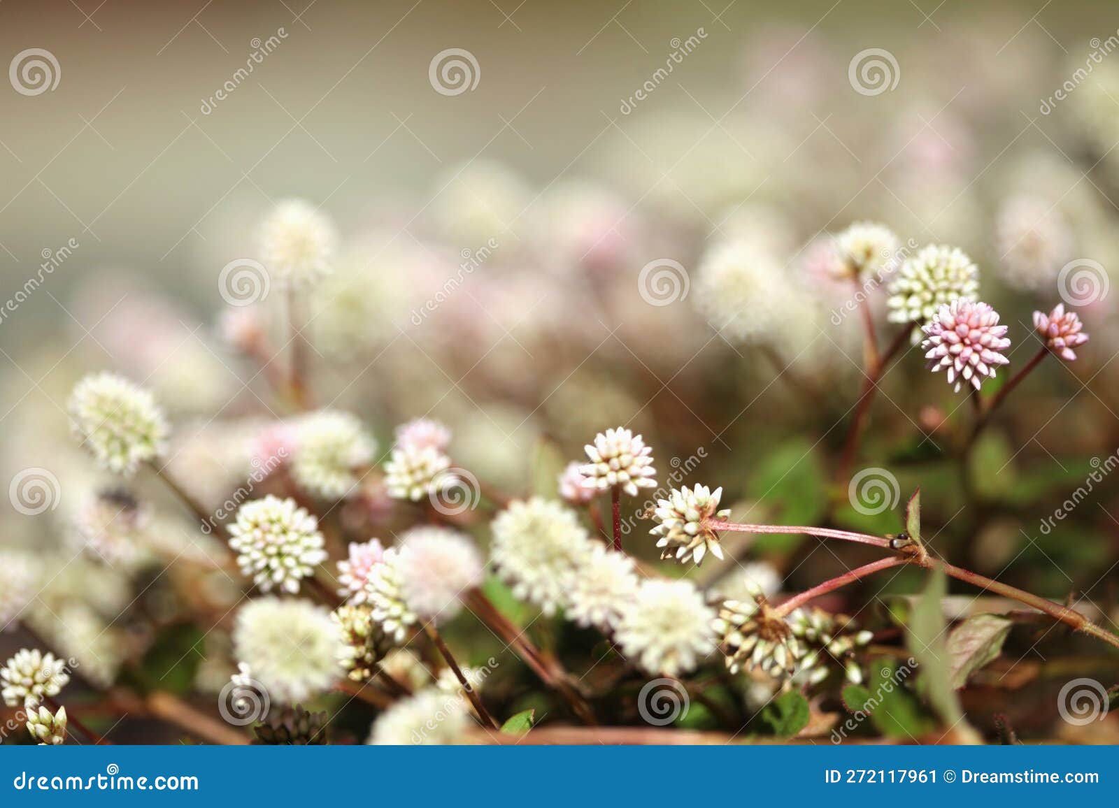 Beautiful Image of Creeping Rustica Tropical Flowers Stock Image ...