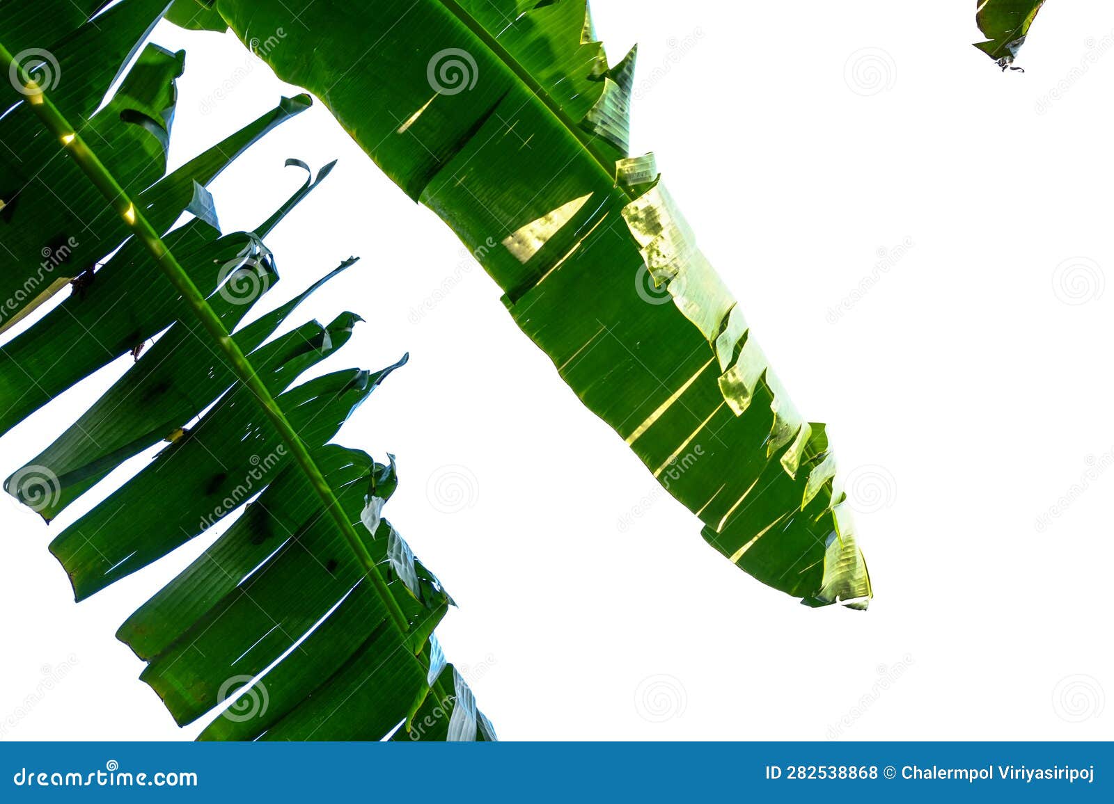 Eaves of a Banana Tree Cut on White Background Stock Photo - Image of ...
